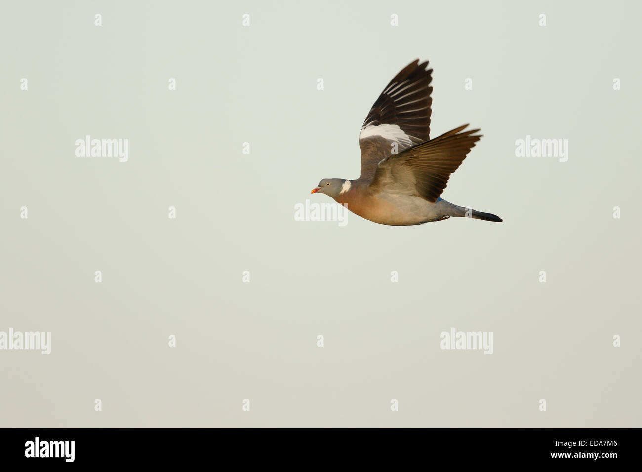 Common wood pigeon in flight hi-res stock photography and images - Alamy