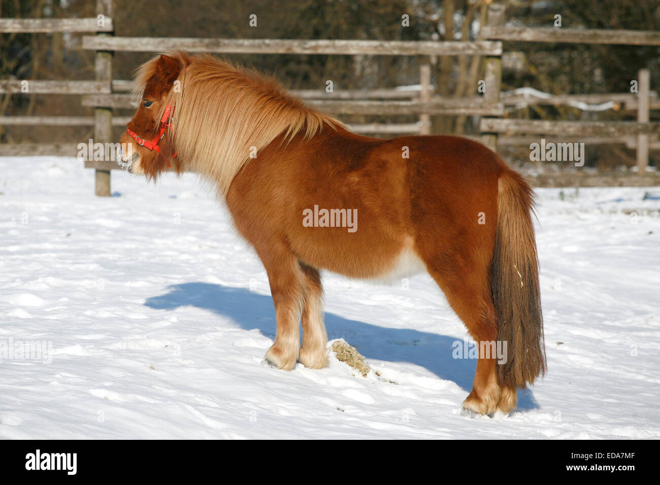 Very nice pony horse standing wintertime in a beautiful sunny day Stock ...