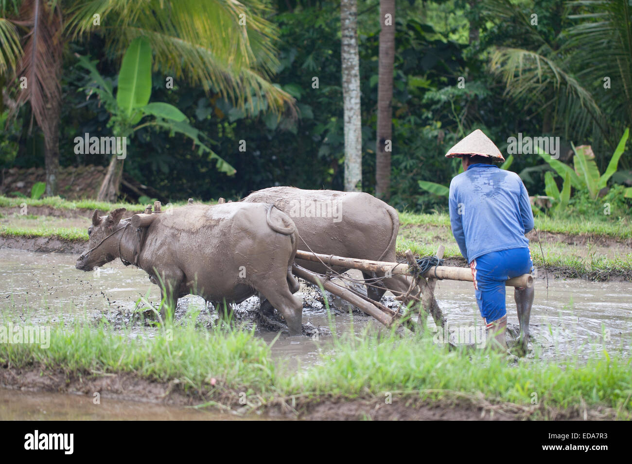 Traditional ploughing of a paddy field Stock Photo - Alamy
