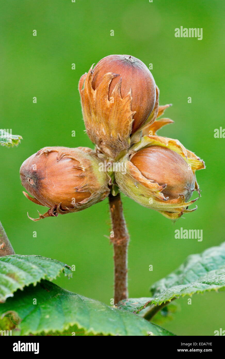 Corylus hi-res stock photography and images - Alamy