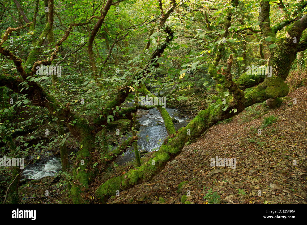 Ancient hazel bush in the East Lyn River valley, Exmoor National Park ...