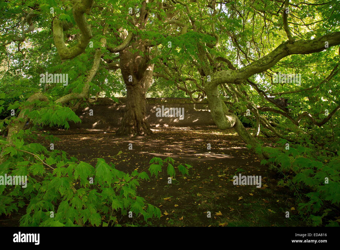 The great Oriental Plane Tree at Emmanuel College, Cambridge, UK. About ...