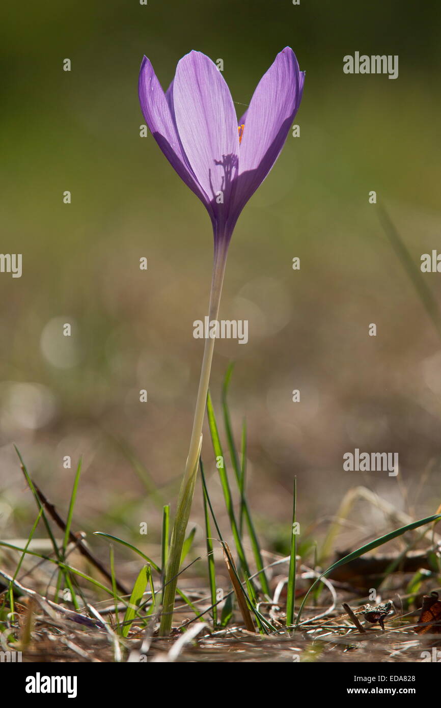 An autumn crocus, Crocus nudiflorus in flower in october in meadows ...