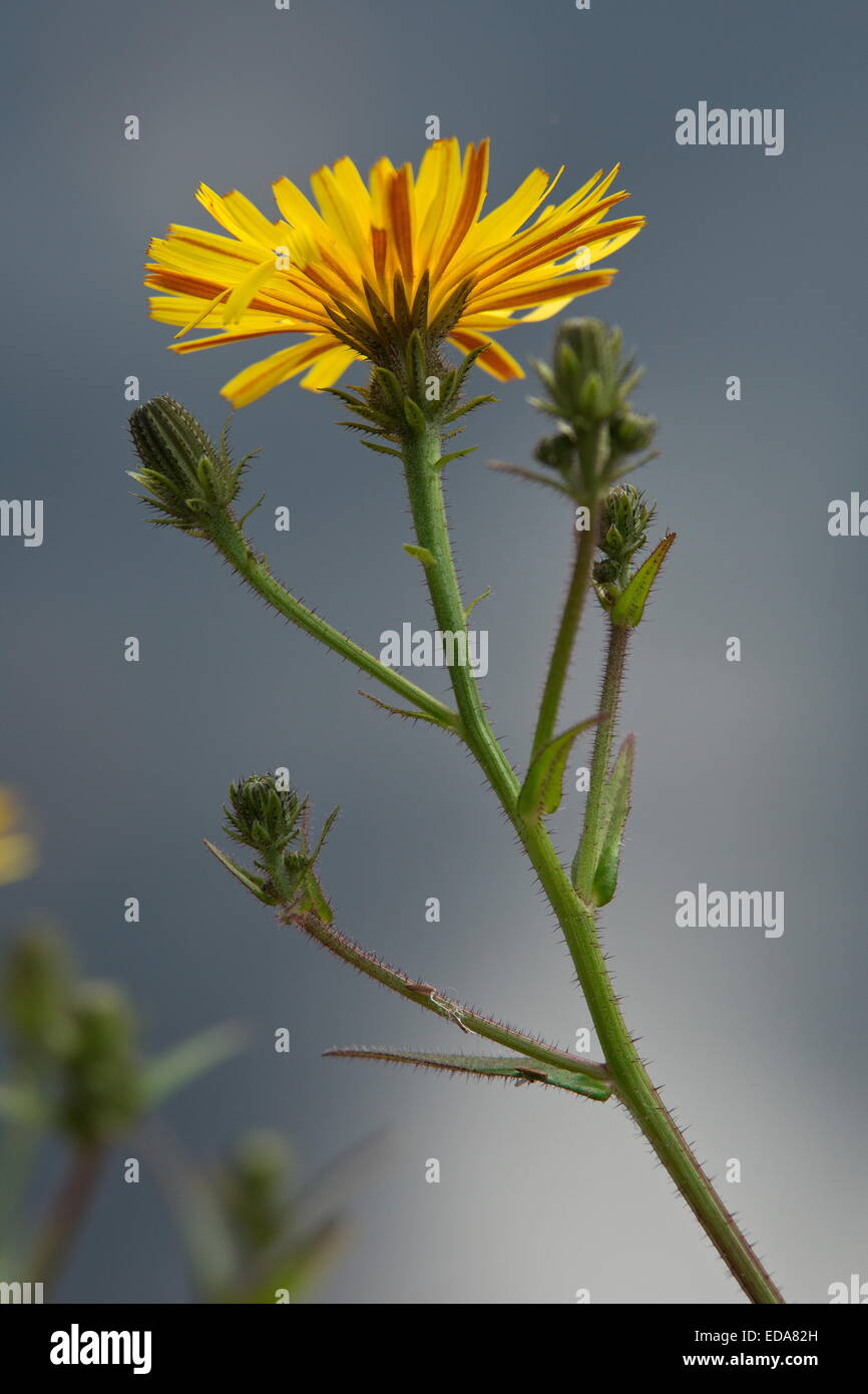 Oxtongue High Resolution Stock Photography and Images - Alamy