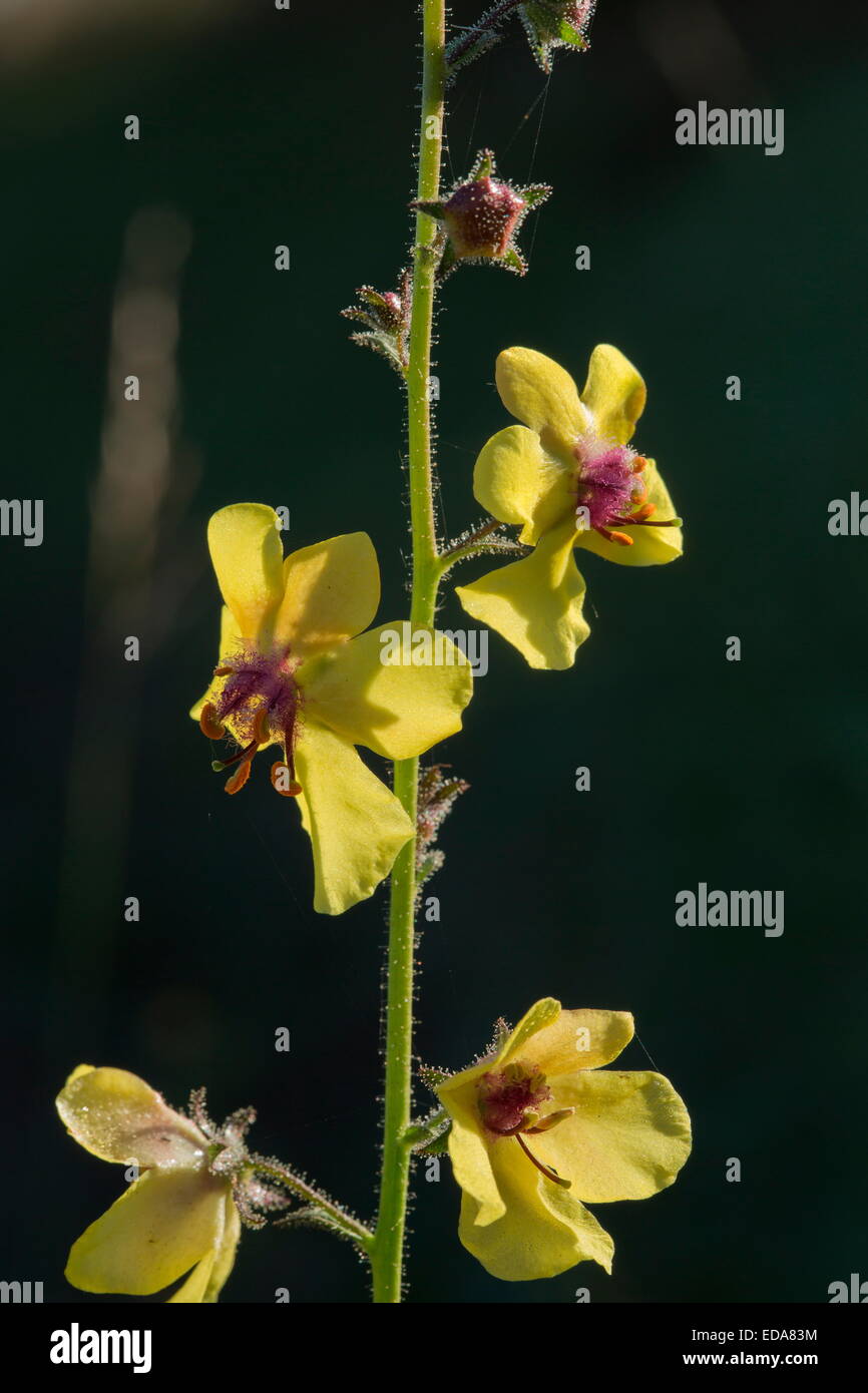 Moth Mullein, Verbascum blattaria in flower. Rare in UK Stock Photo - Alamy