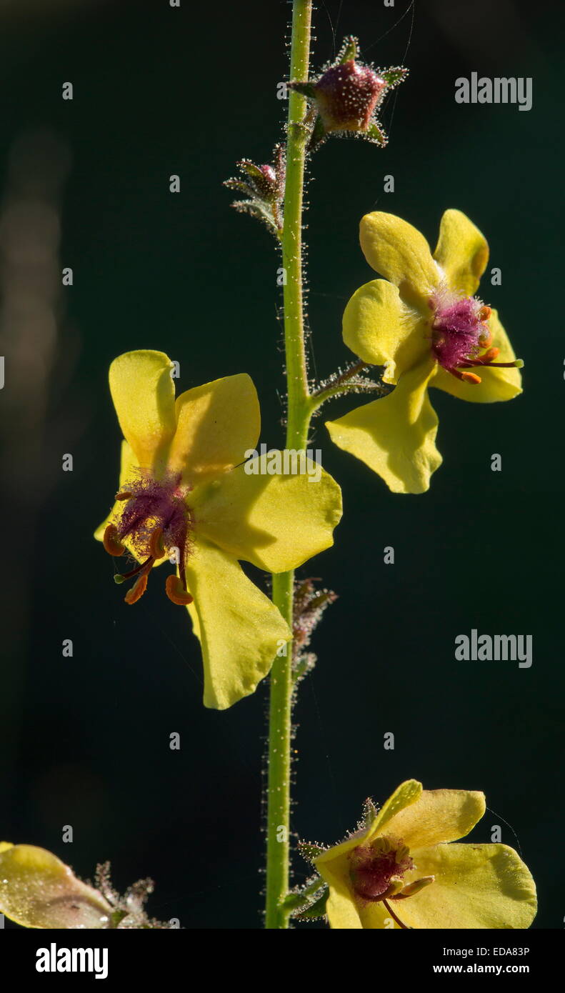 Moth Mullein, Verbascum blattaria in flower. Rare in UK Stock Photo - Alamy