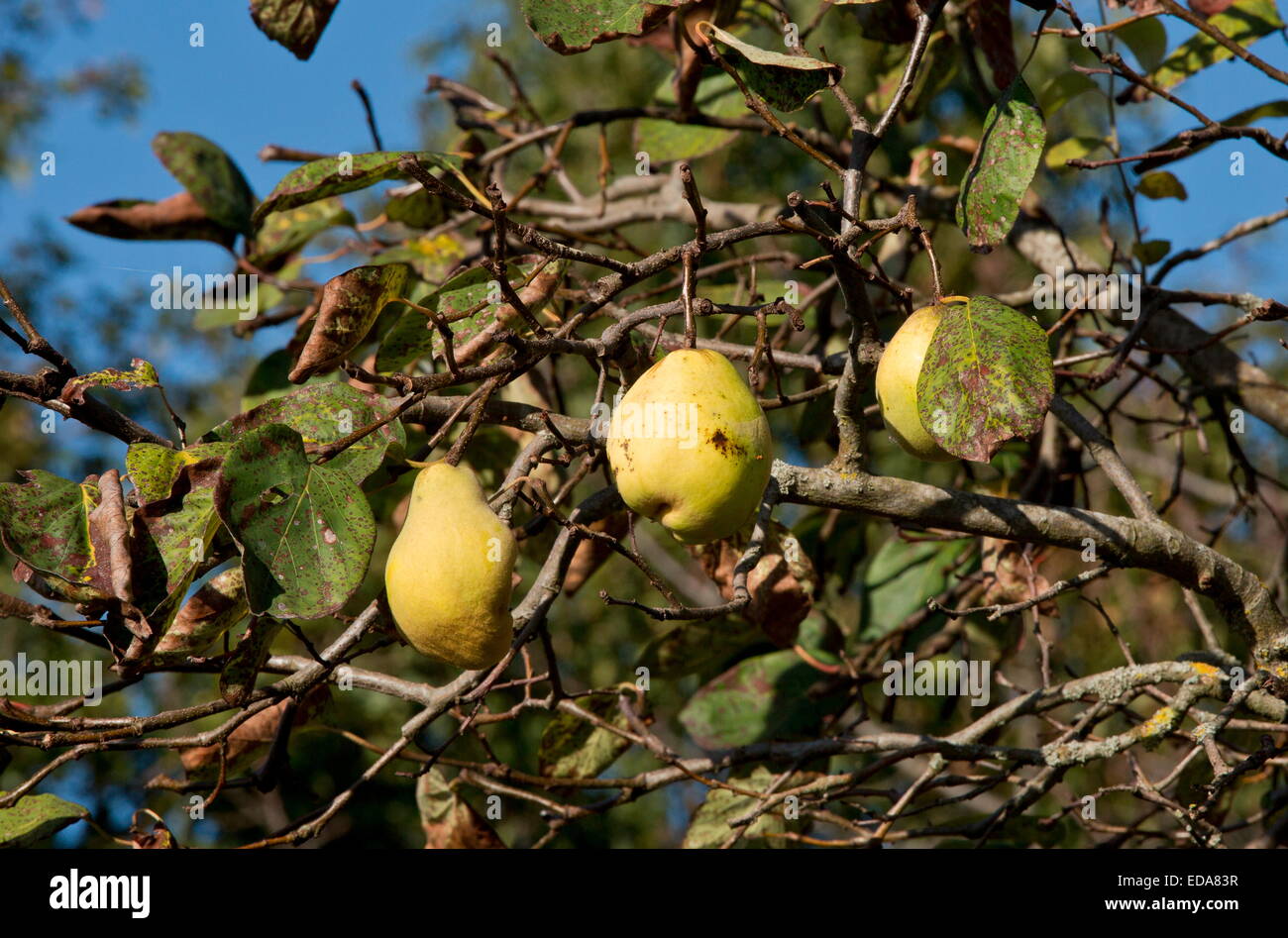 Ripe Quince Cydonia oblonga fruits on the tree Stock Photo - Alamy