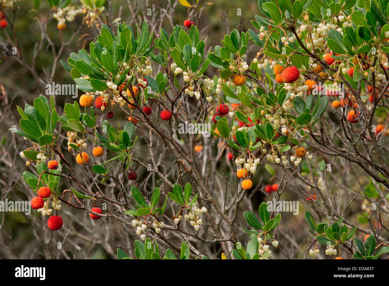 Strawberry tree, Arbutus unedo in both flower and fruit, autumn Stock ...