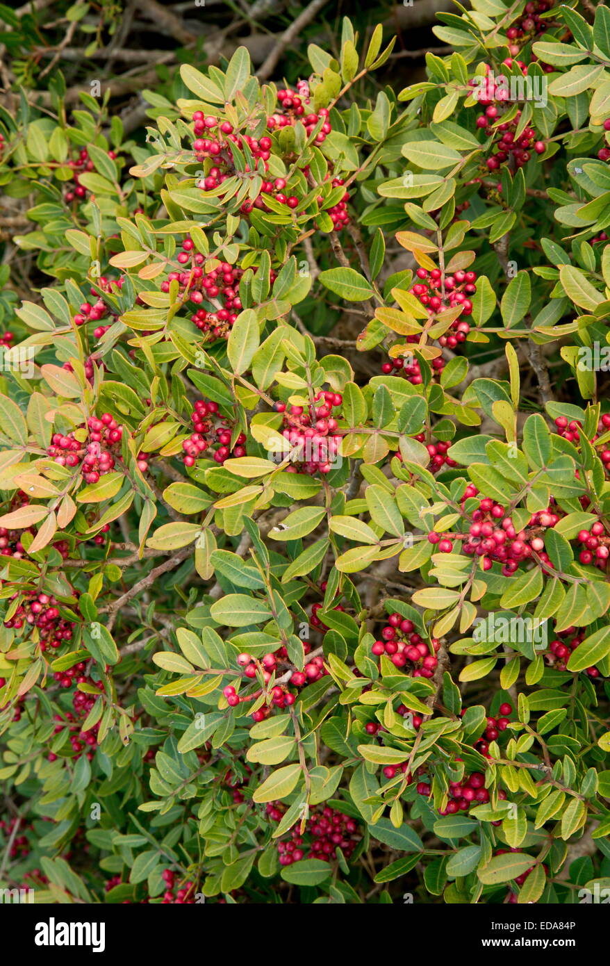 Pistacia lentiscus hi-res stock photography and images - Alamy