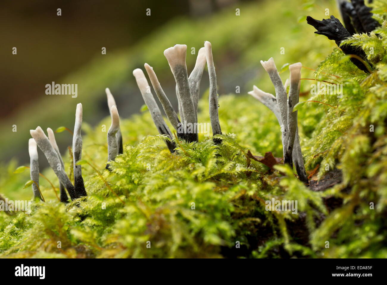 Xylaria hi-res stock photography and images - Alamy