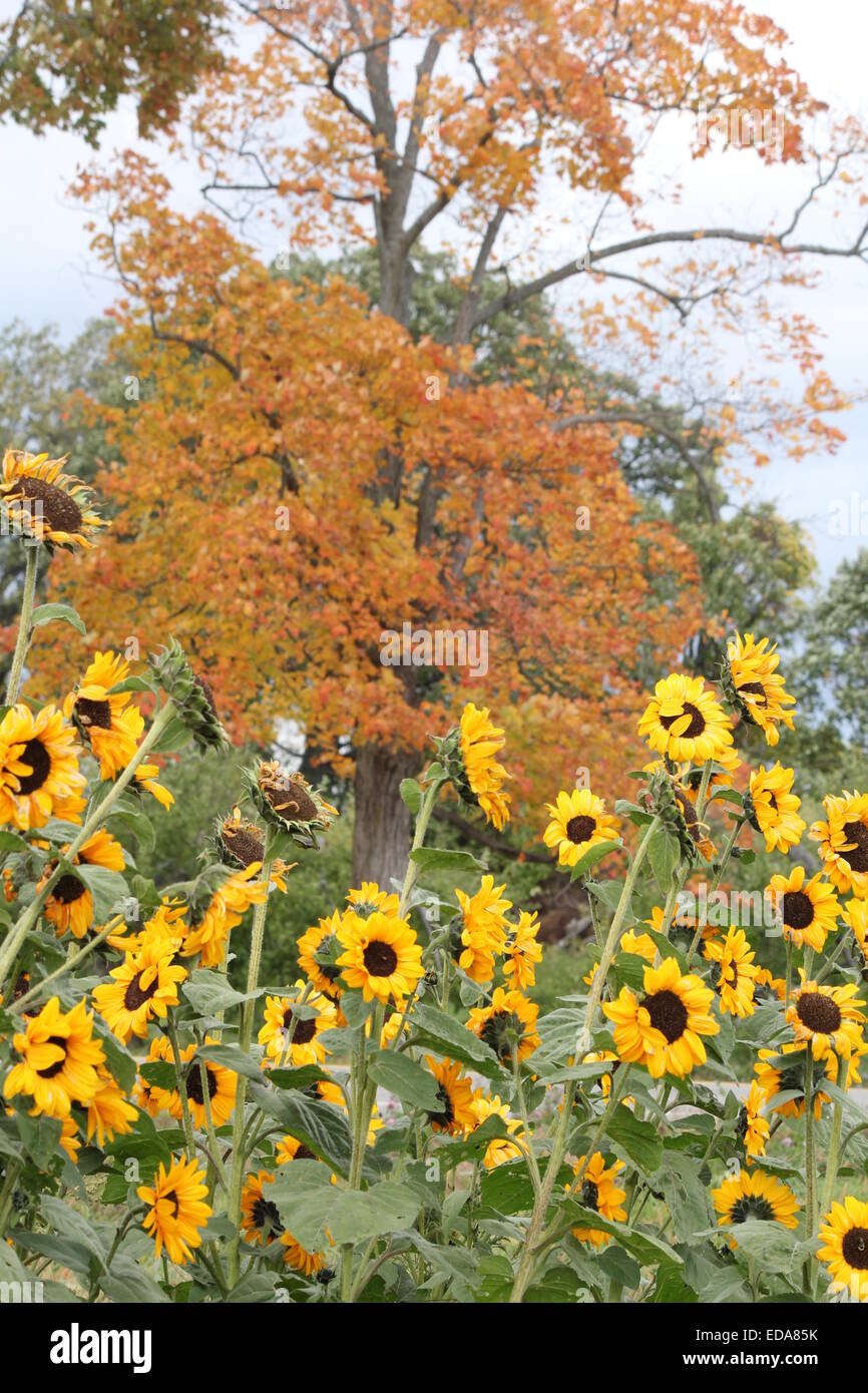 Many, pretty, small sunflowers in a patch. Stunted growth mainly due ...
