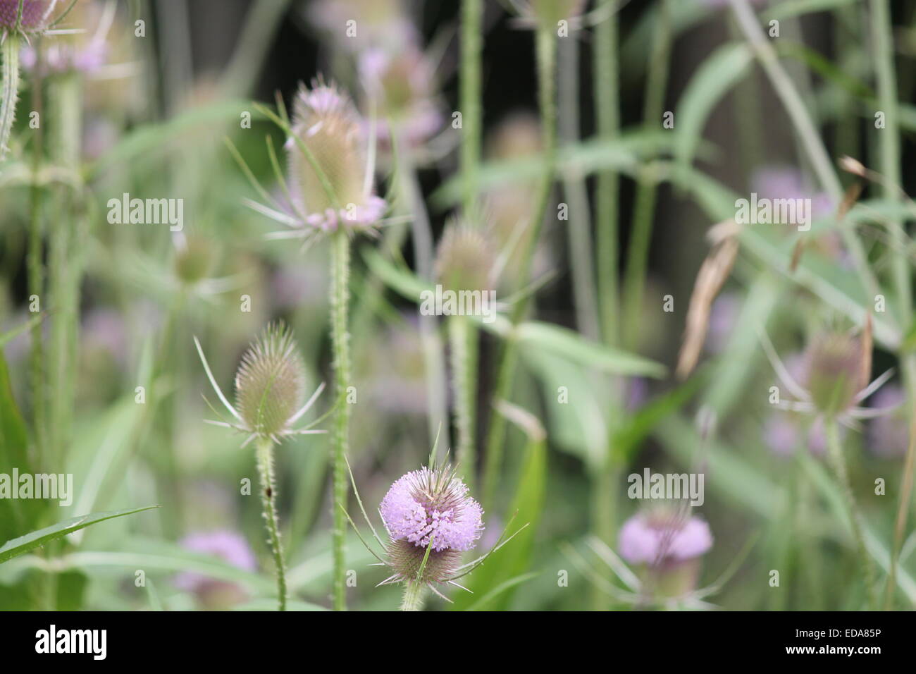Summer bloom of Teasel, Teazel (Dipsacus fullonum). The members of this ...