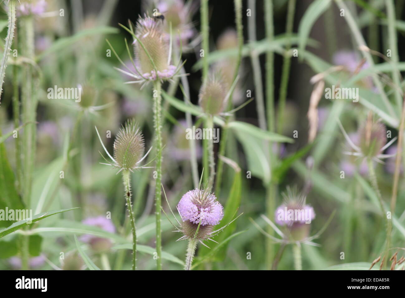Summer bloom of Teasel, Teazel (Dipsacus fullonum). The members of this ...