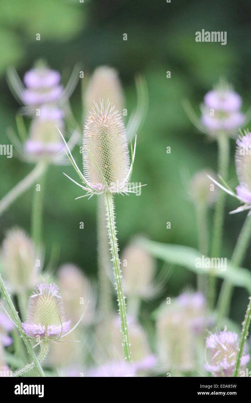 Summer bloom of Teasel, Teazel (Dipsacus fullonum). The members of this ...