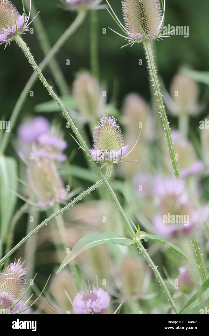 Summer bloom of Teasel, Teazel (Dipsacus fullonum). The members of this ...