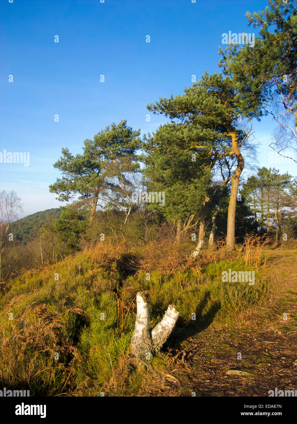 Lickey Hills Country Park, Worcestershire, England, UK in Winter Stock ...