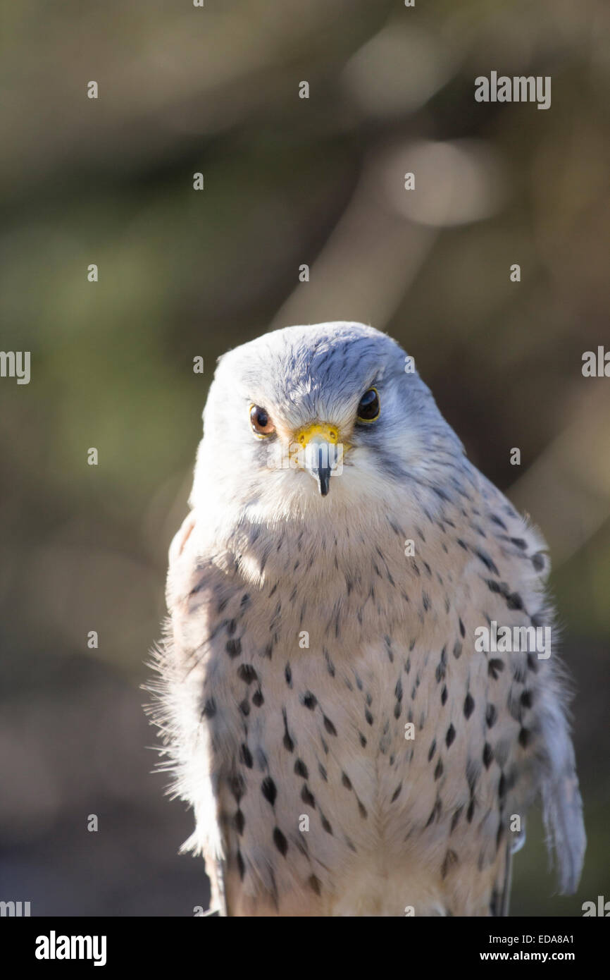 Common kestral hi-res stock photography and images - Alamy