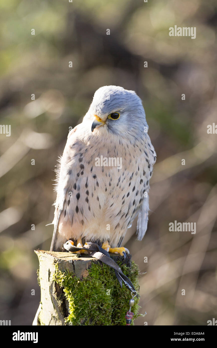 Kestral flight hi-res stock photography and images - Alamy
