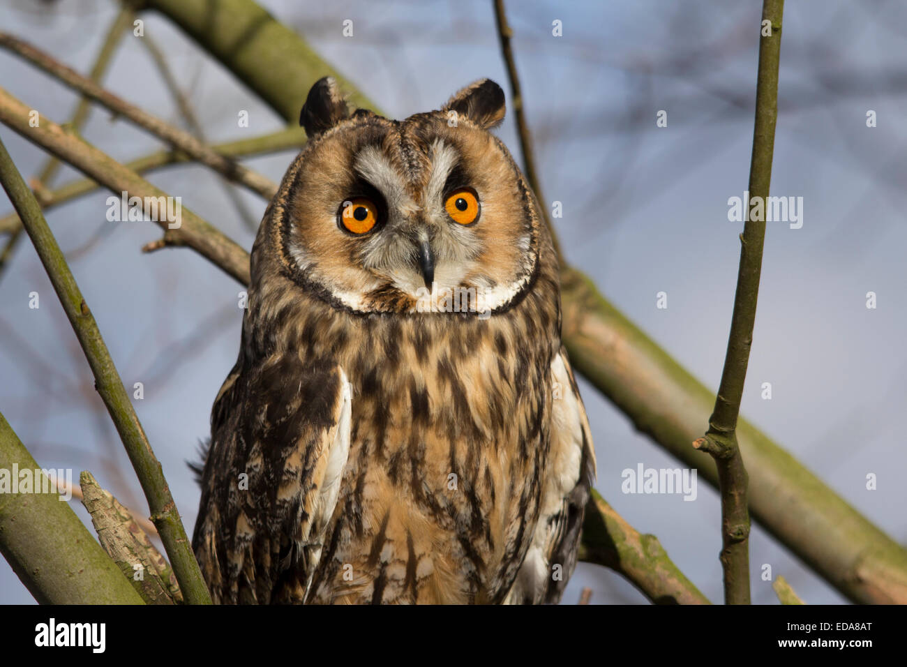 European Eagle Owl Stock Photo - Alamy