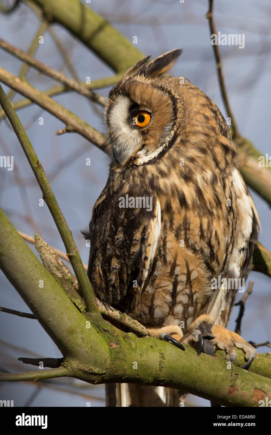 European Eagle Owl Stock Photo - Alamy