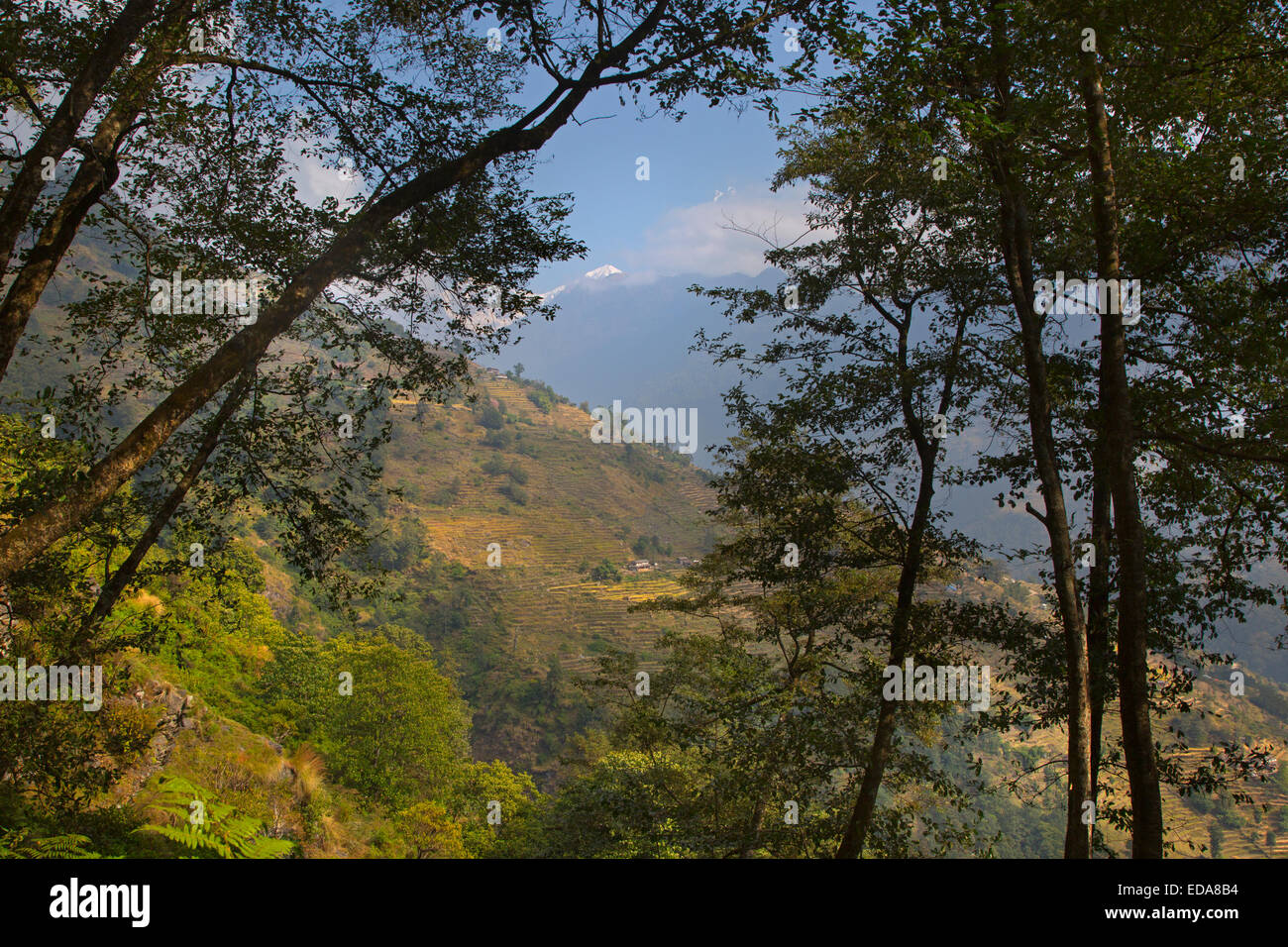 farming landscape near mountain village of Ghandruk in the Modi Khola ...