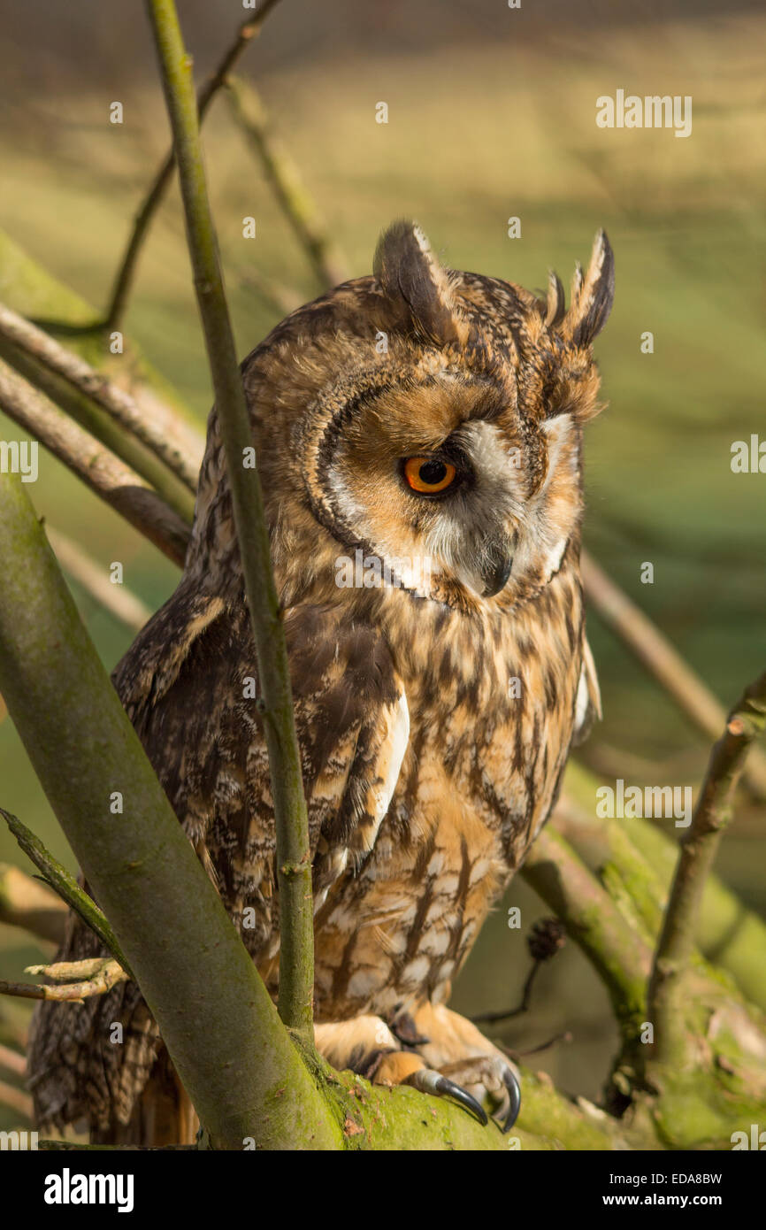 European Eagle Owl Stock Photo - Alamy