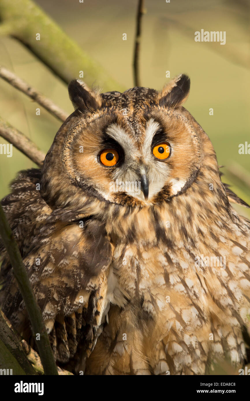 European eagle owl falconry hi-res stock photography and images - Alamy