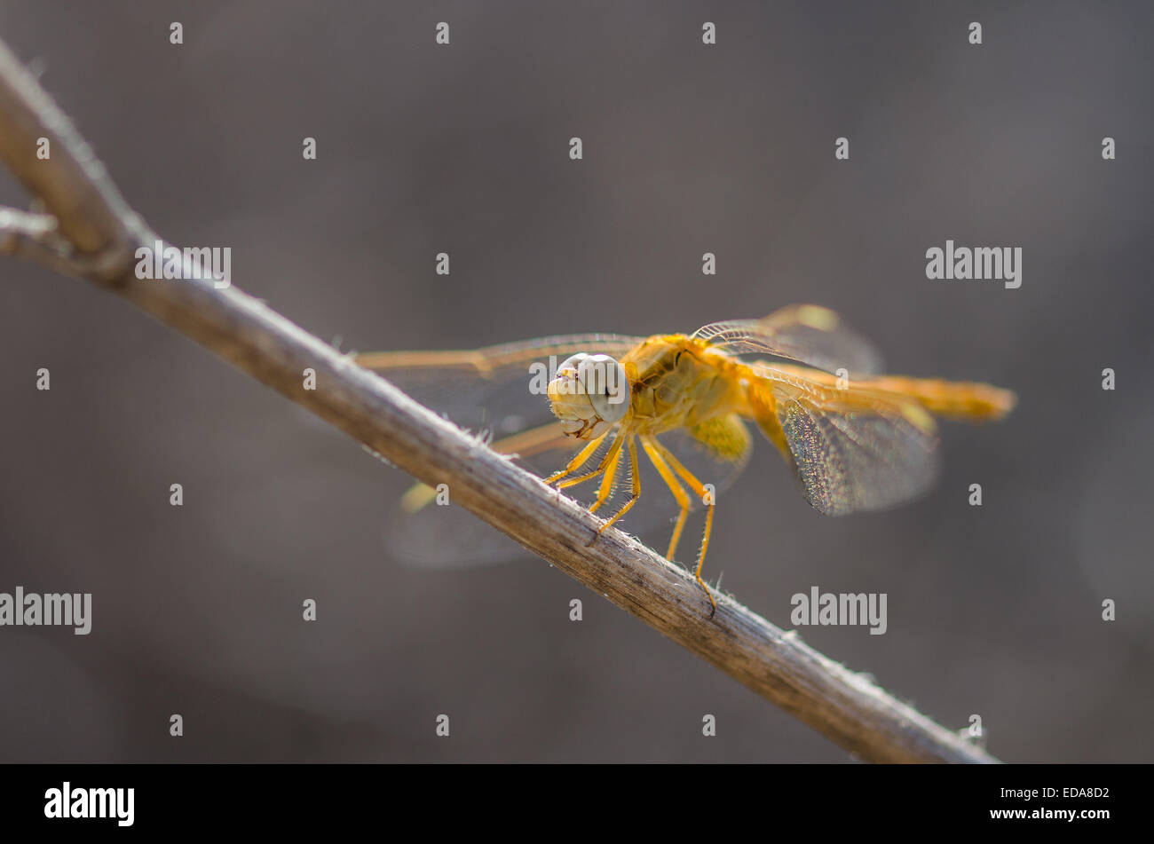 Female Scarlet darter dragonfly (Crocothemis erythraea) resting on a ...