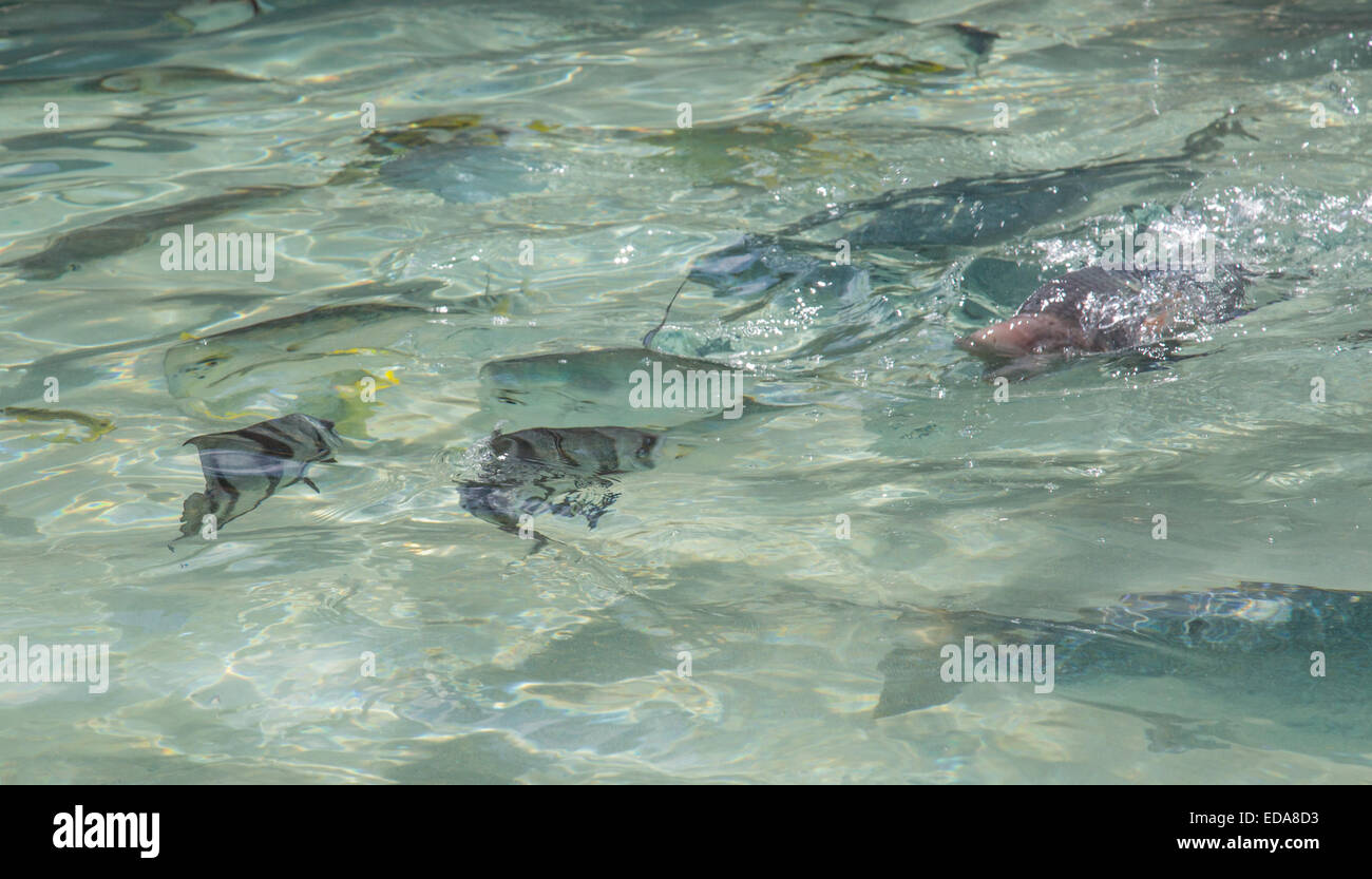 Fish swimming just below the surface of the water Stock Photo - Alamy