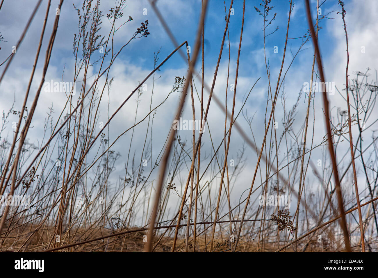 Dry grass and bushes hi-res stock photography and images - Alamy