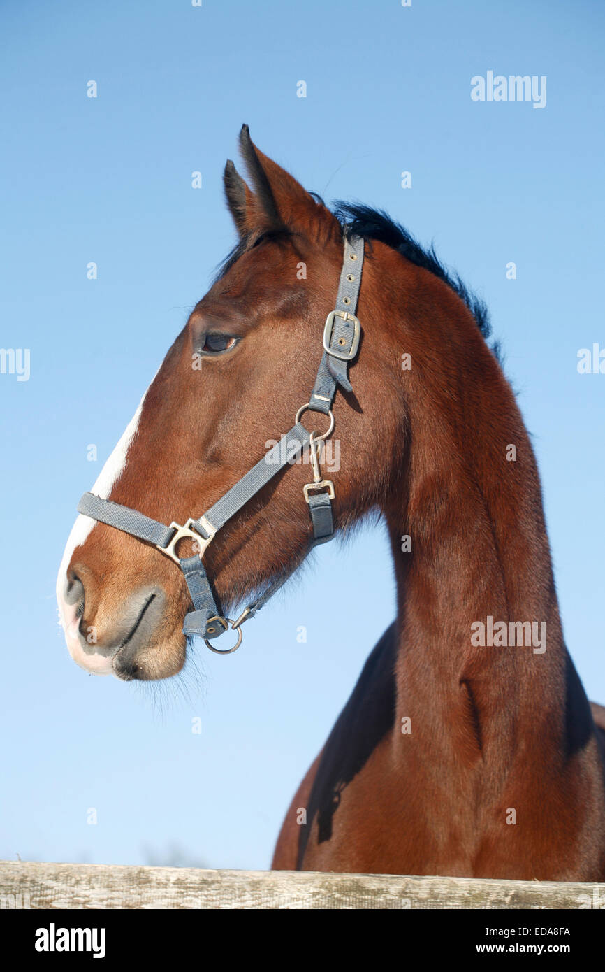 Horses horses headshot head shot portrait hi-res stock photography and ...