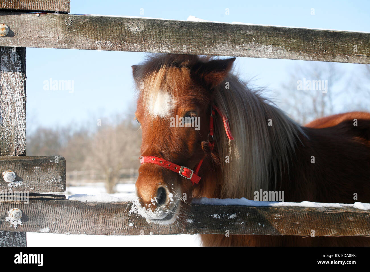 Pony looking out of the winter corral rural scene Stock Photo - Alamy