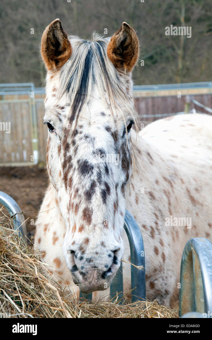 Dappled white pony in the winter time, Dahlem Baasen, Eifel Region ...