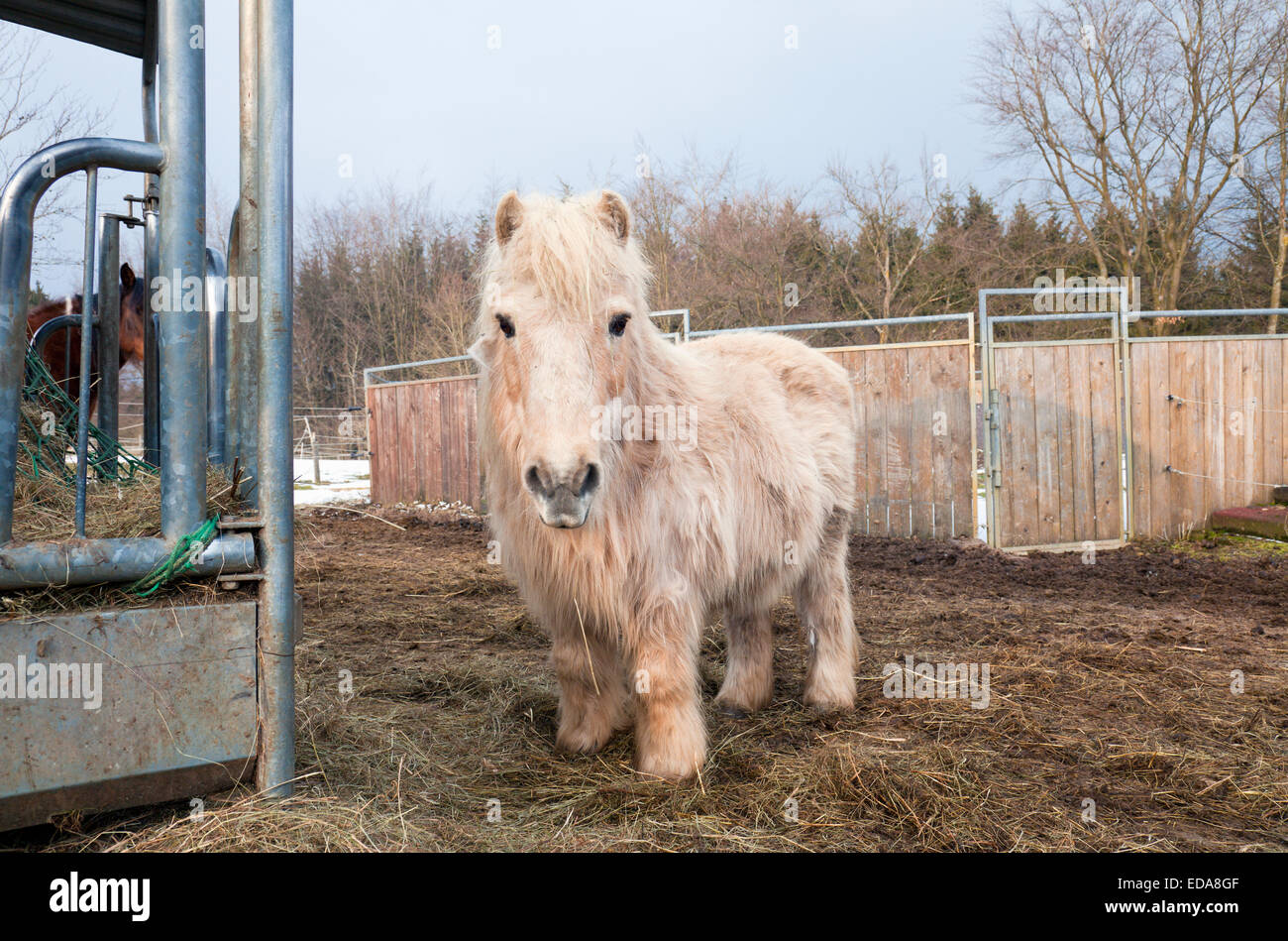 Cream colored pony hi-res stock photography and images - Alamy