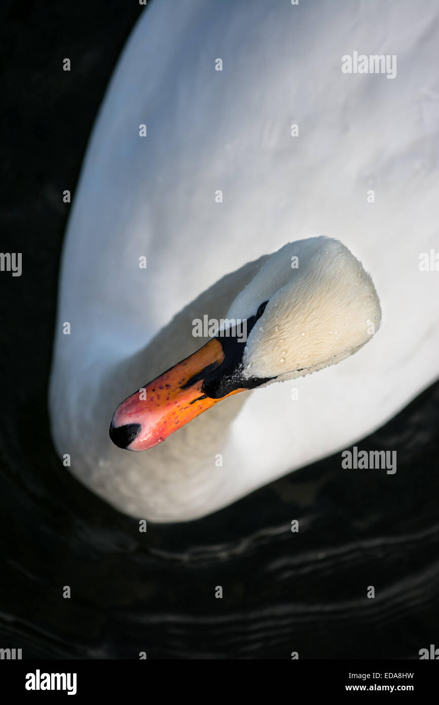 Portrait Of An Elegant Swan Stock Photo - Alamy