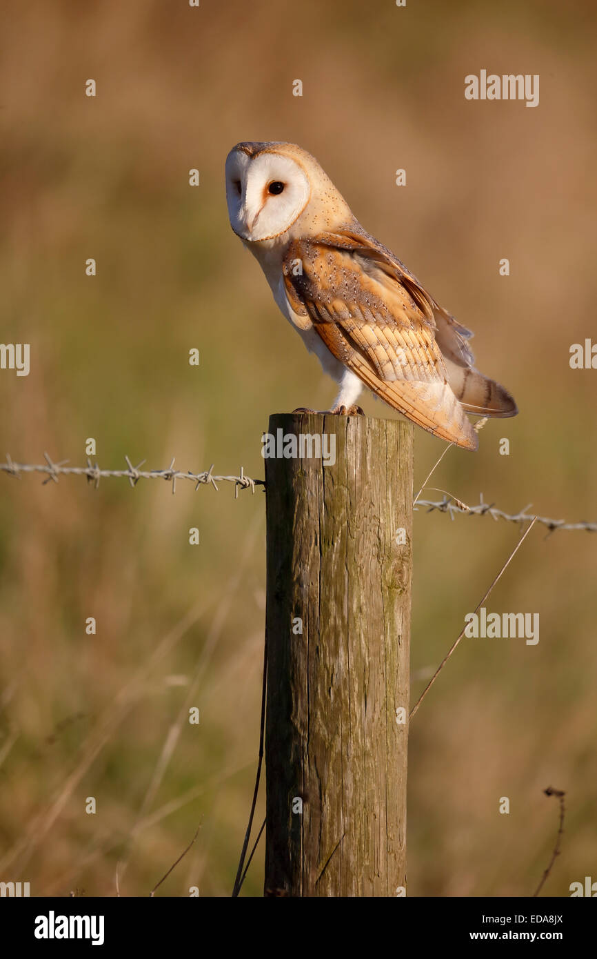 Barn owl, Tyto alba, single bird on post, Norfolk, January 2015 Stock ...