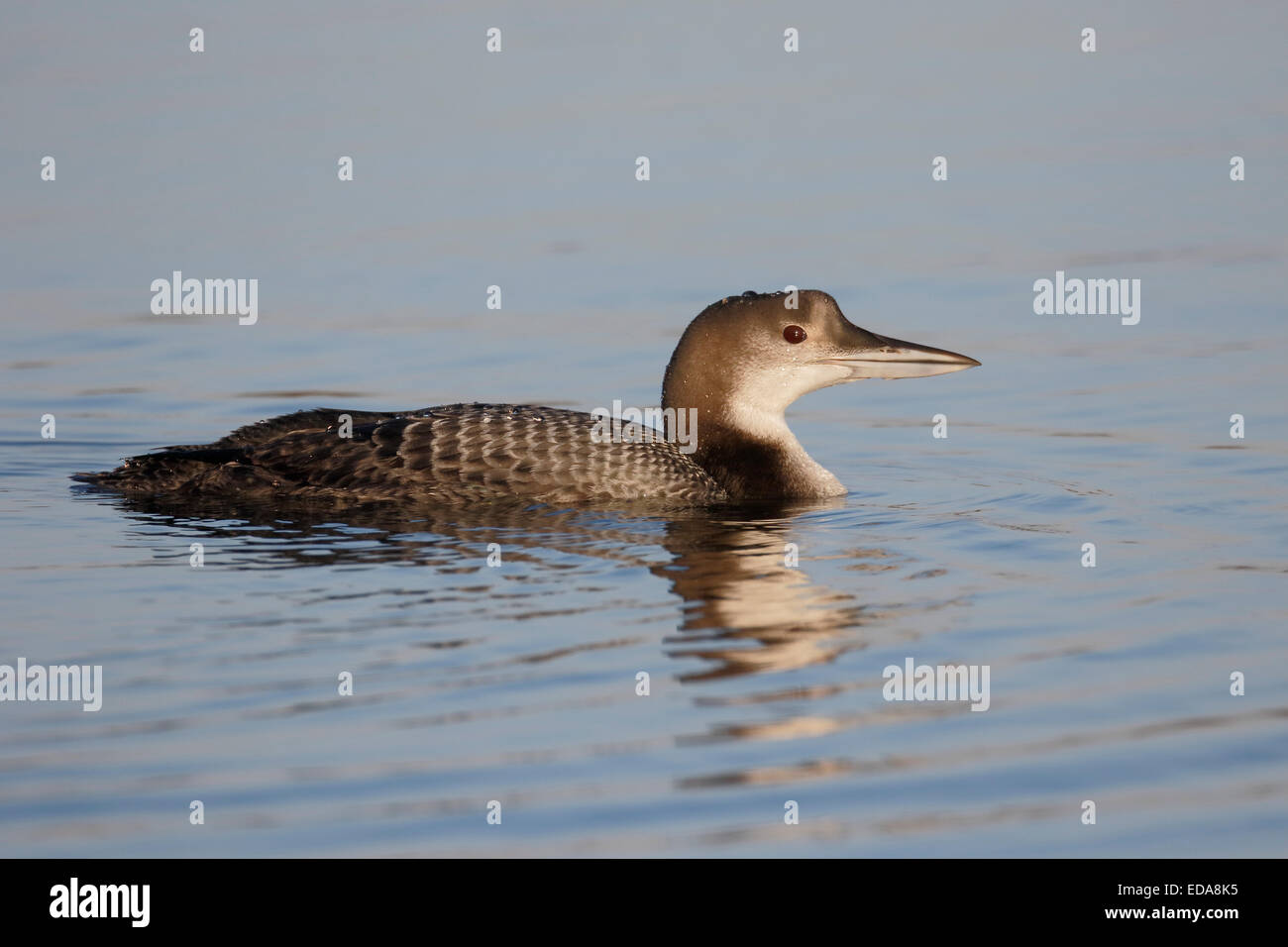 Great-northern diver, Gavia immer, single bird on water, West Midlands ...