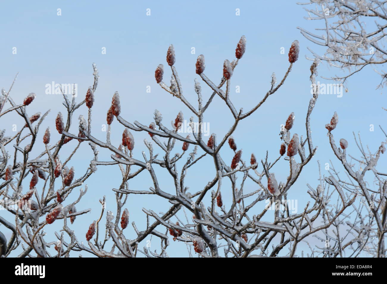 Sumac tree and bob's covered with ice after an ice storm Stock Photo ...