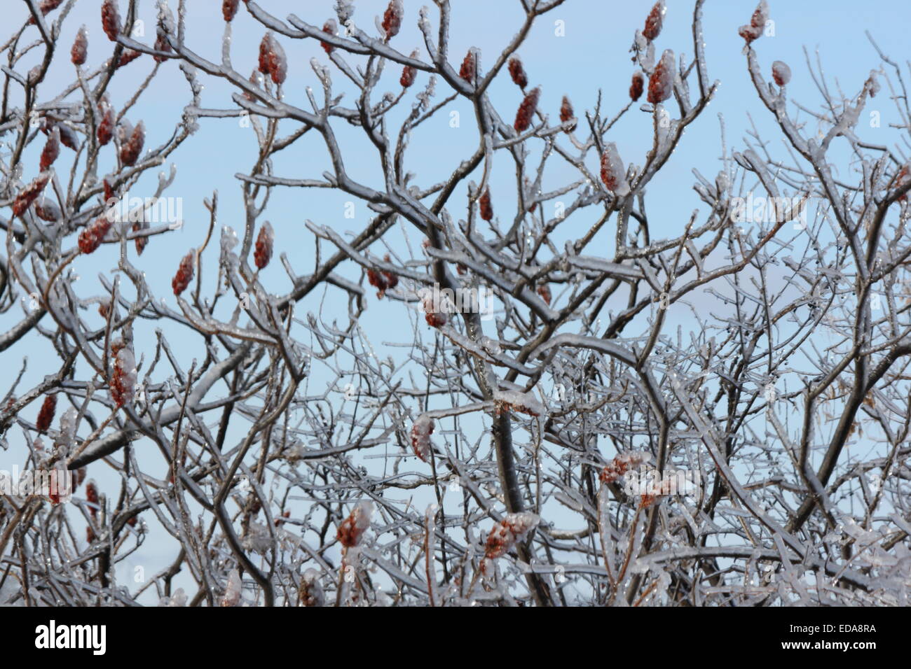 Sumac tree and bob's covered with ice after an ice storm Stock Photo ...
