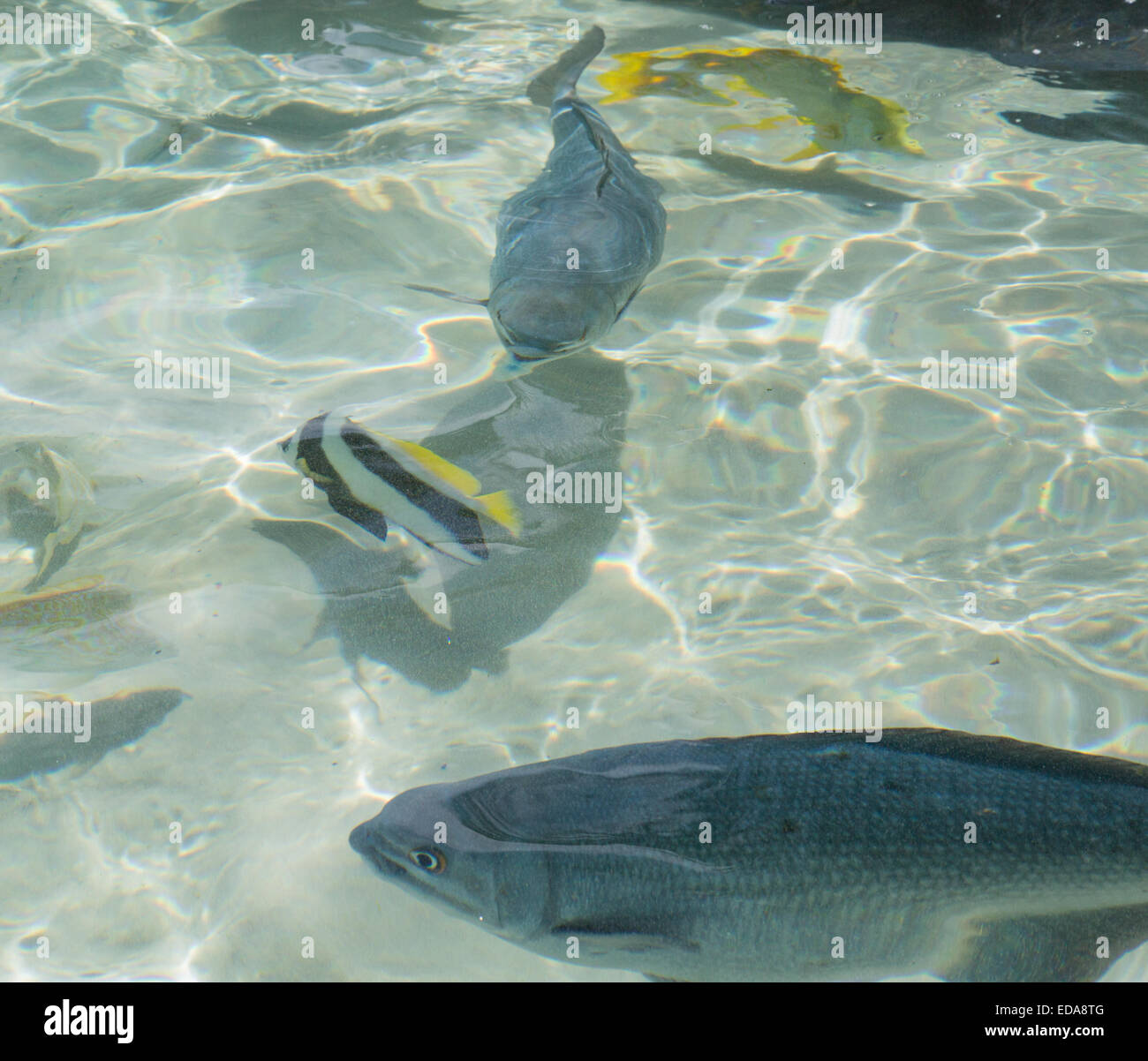 Fish swimming just below the surface of the water Stock Photo - Alamy