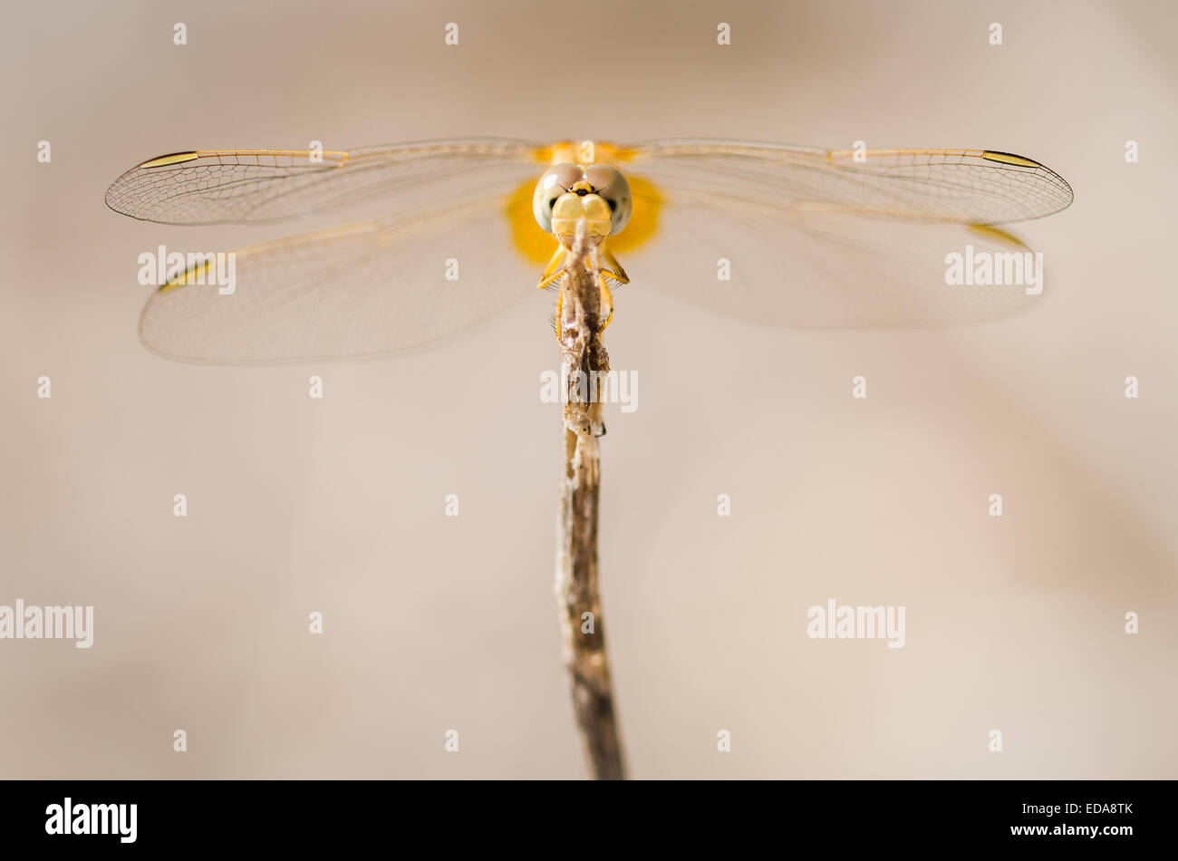 Female Scarlet darter dragonfly (Crocothemis erythraea) resting on a ...
