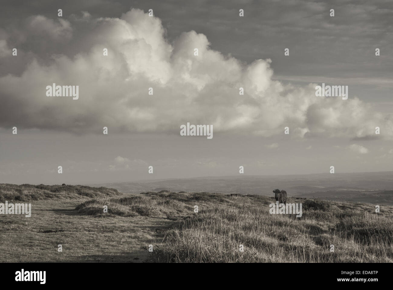 A long Cumulus clouds stretches out across the moor, whilst a black cow ...