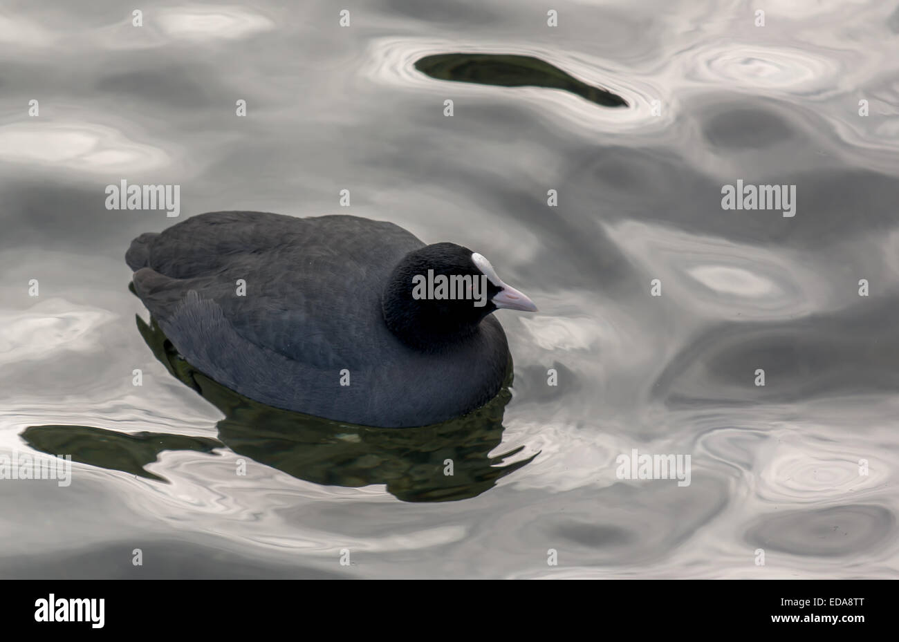 Black rail hi-res stock photography and images - Alamy