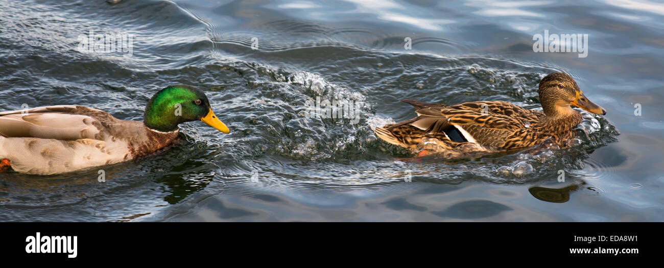Male Duck Follows Female In Water Stock Photo - Alamy