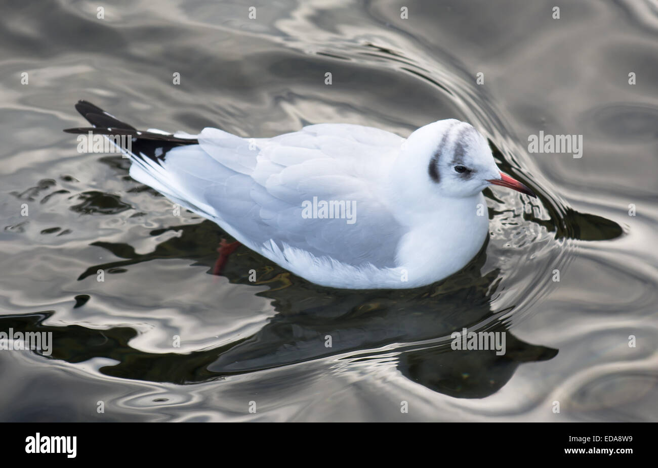Floating Seagull On Calm Water Stock Photo - Alamy