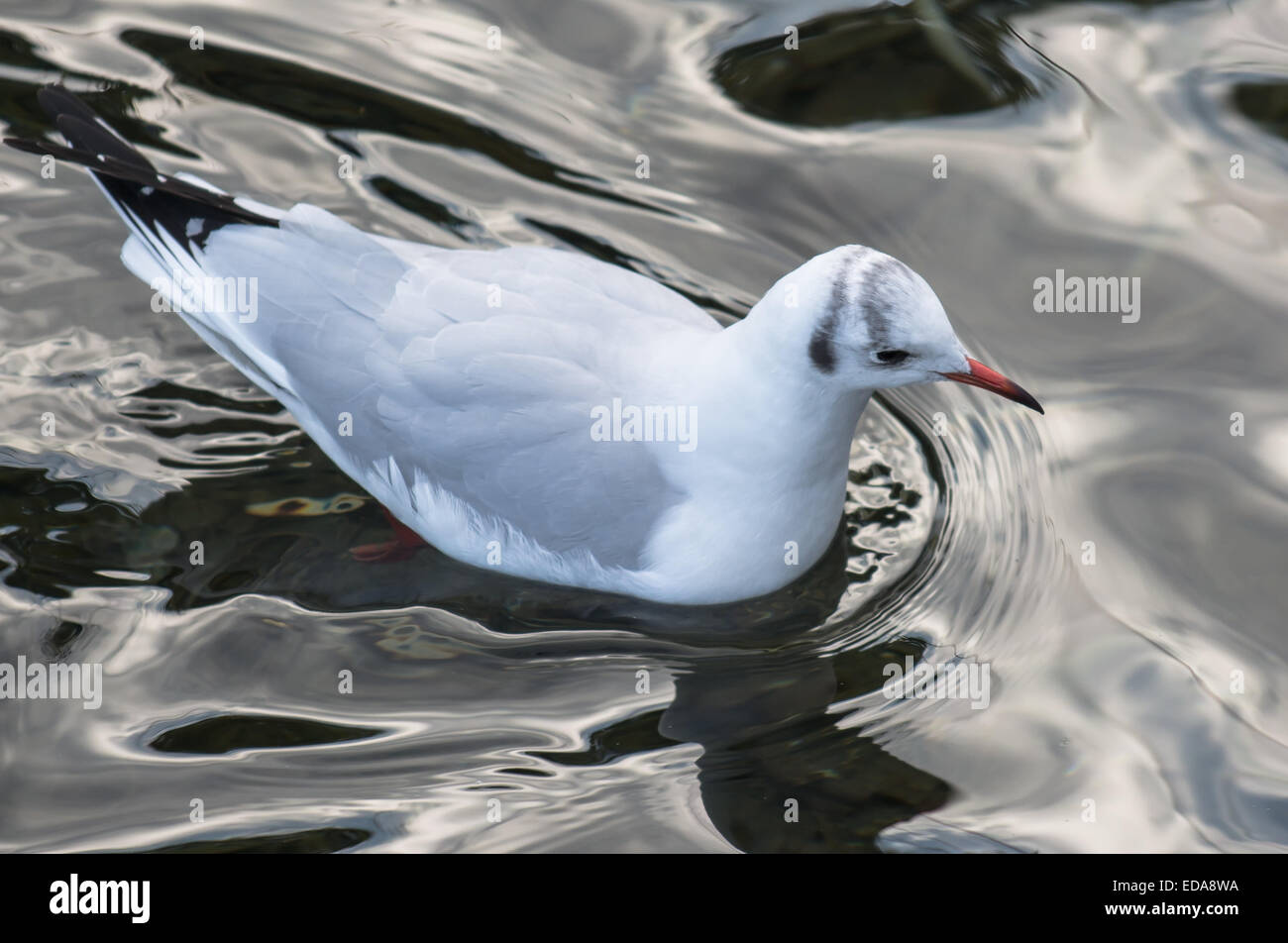 Floating Seagull On Calm Water Stock Photo - Alamy