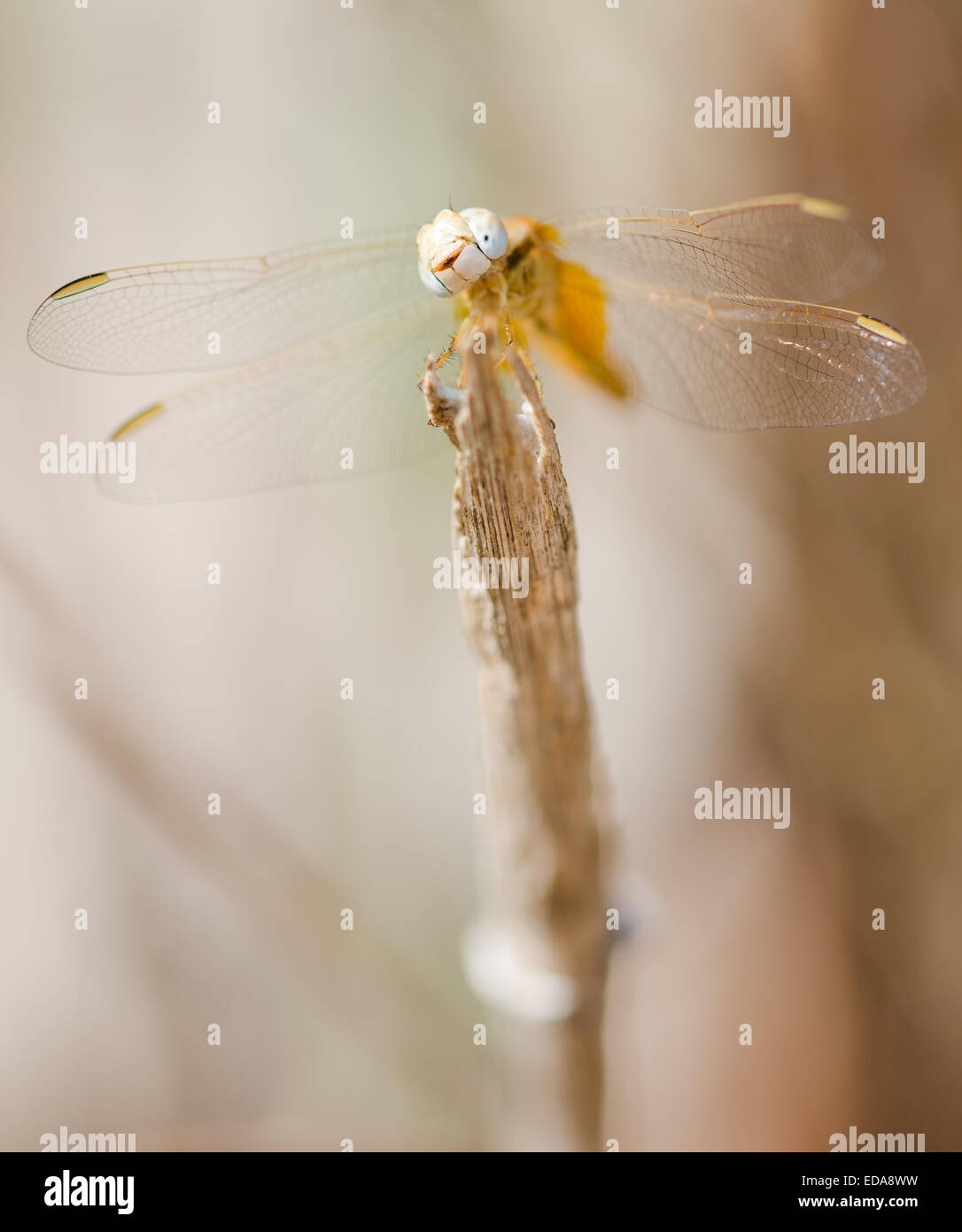 Female Scarlet darter dragonfly (Crocothemis erythraea) resting on a ...