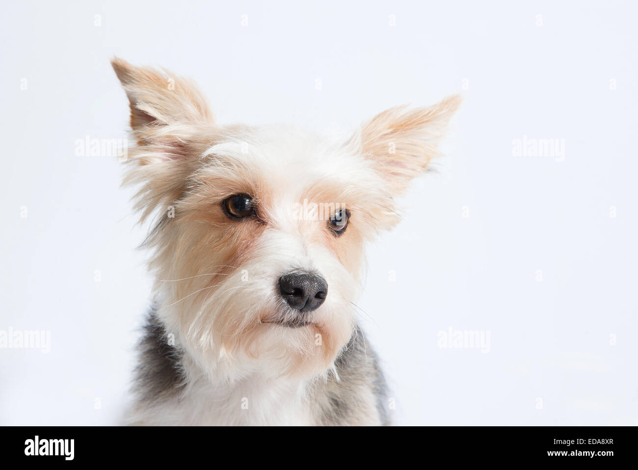 Sad small dog studio hi-res stock photography and images - Alamy
