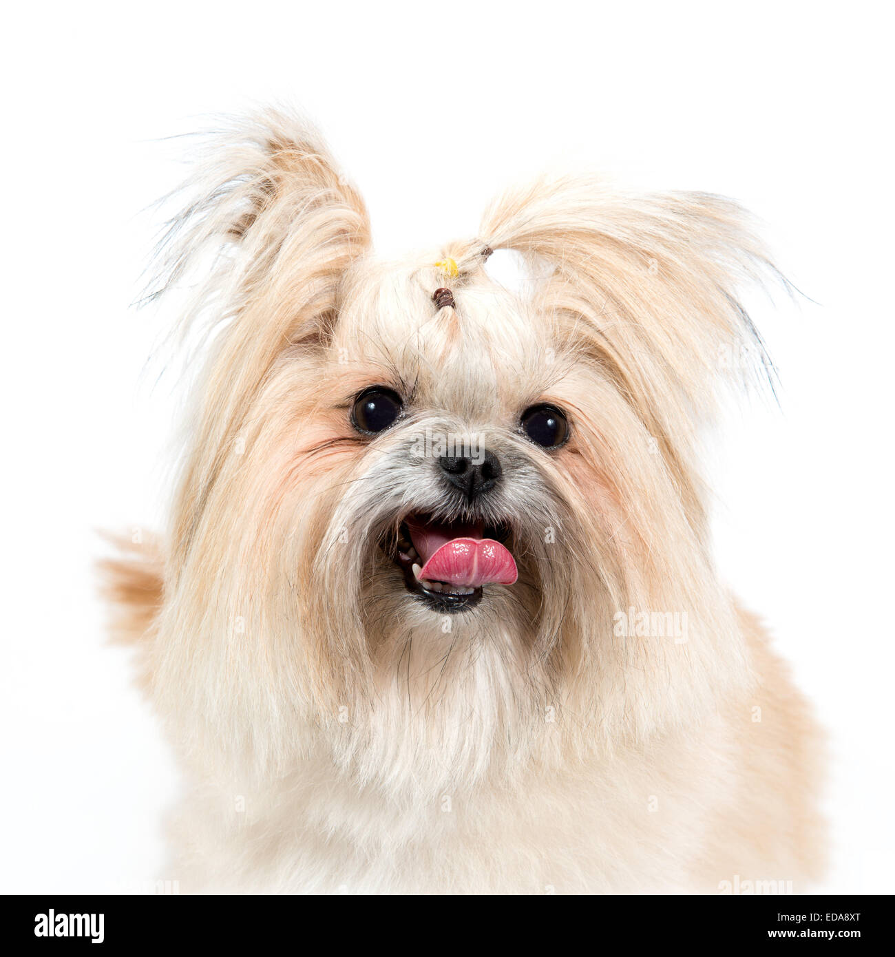 smiling charmingly Spitz Stock Photo - Alamy