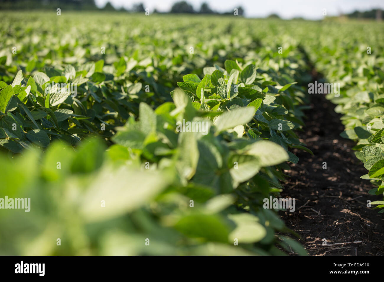 Rows of young soybean plants in a field Stock Photo - Alamy